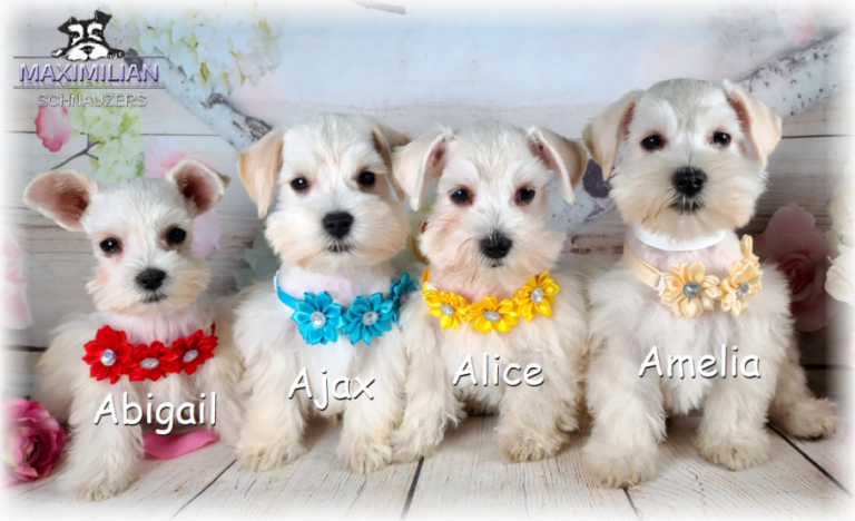 Live Puppy Cam - Live Puppy Cams from Maximillian Schnauzers